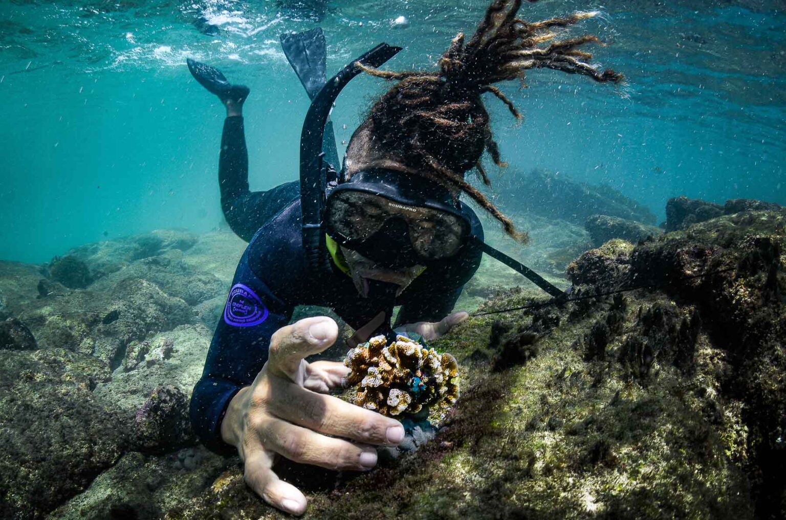 Restoration – Reef Revival